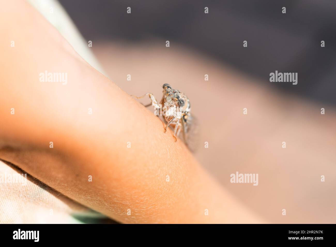 kid hand holding cicada cicadidae a black large flying chirping insect ...