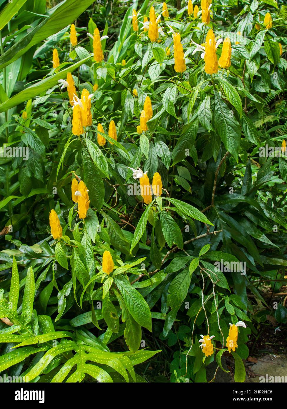 Pachystachys lutea flower, known as a Golden Shrimp Plant or Lollipop ...