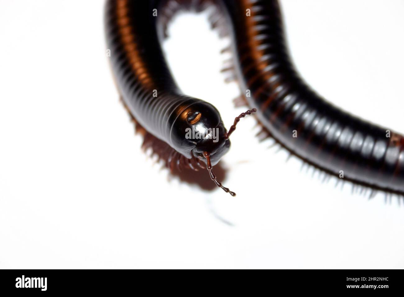 African giant millepede hi-res stock photography and images - Alamy
