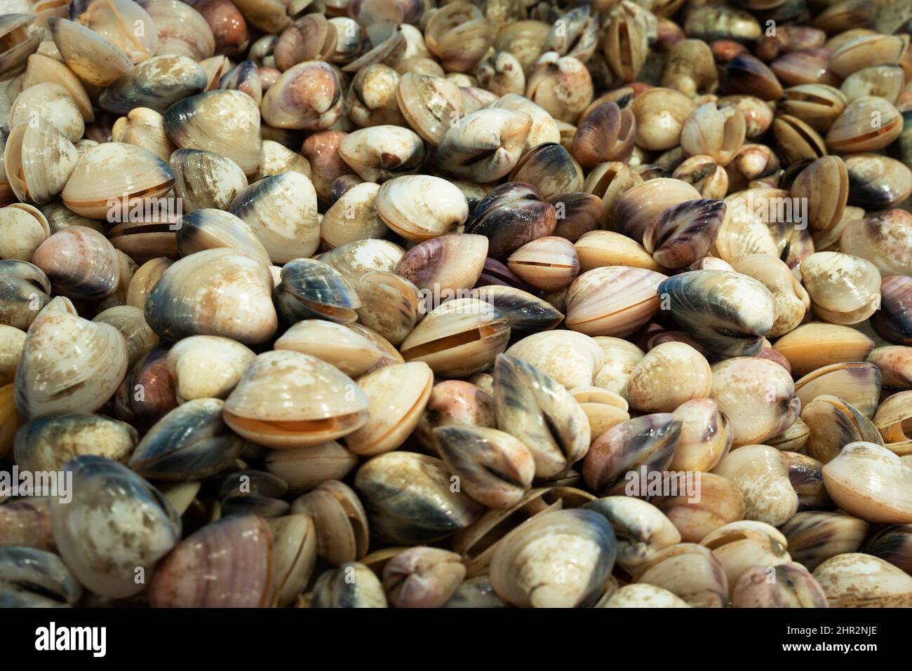 Clam seafood hi-res stock photography and images - Alamy