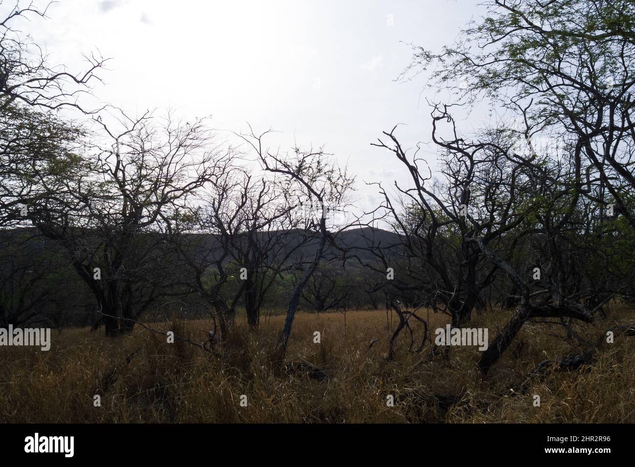 Spring landscape from the Hawaii Diamond Head Trail Stock Photo - Alamy