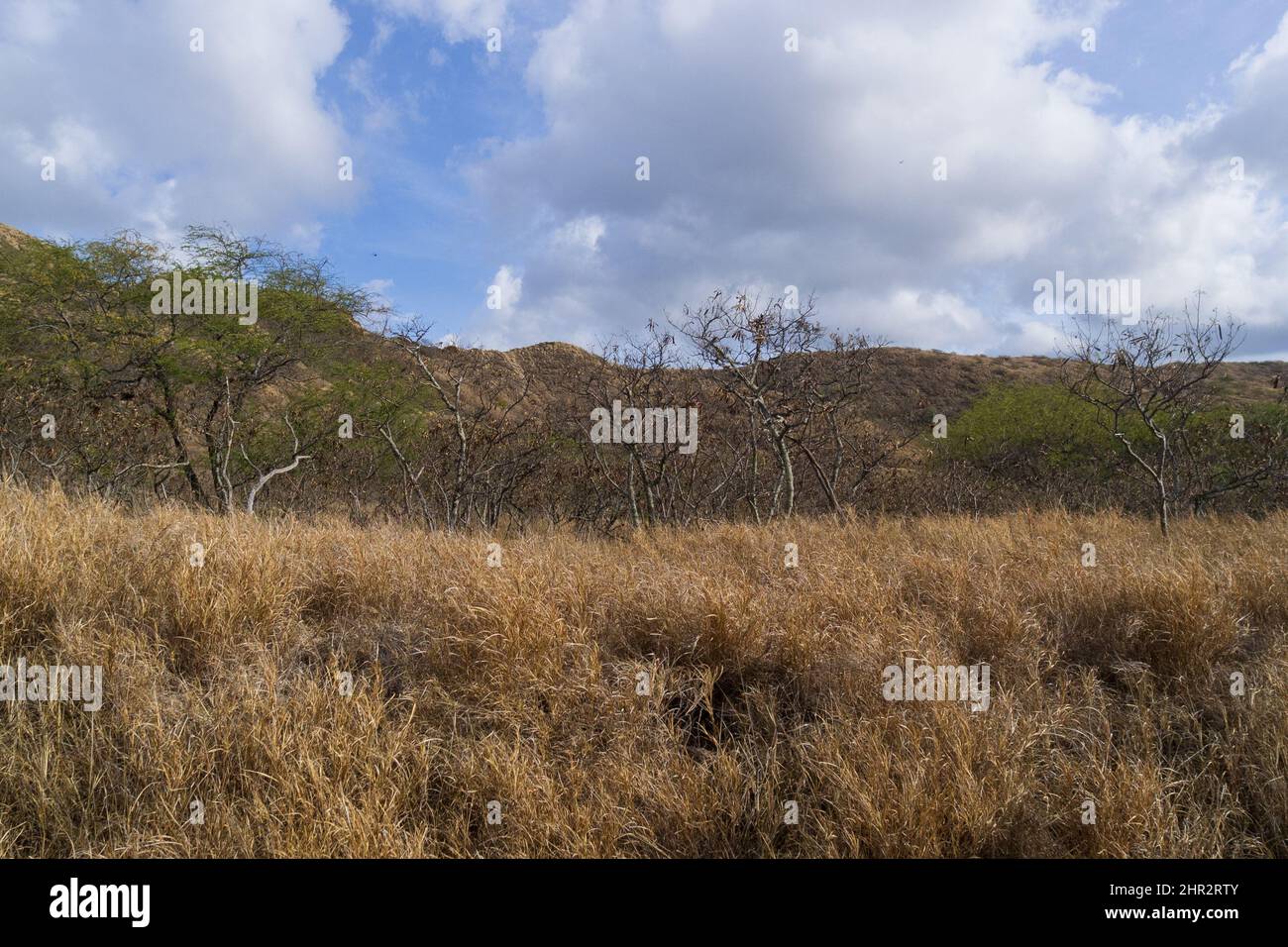 Spring landscape from the Hawaii Diamond Head Trail Stock Photo - Alamy