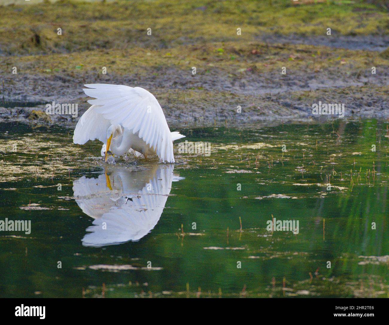 Great White Egret bird catching a fish flapping its wings in a wetland ...