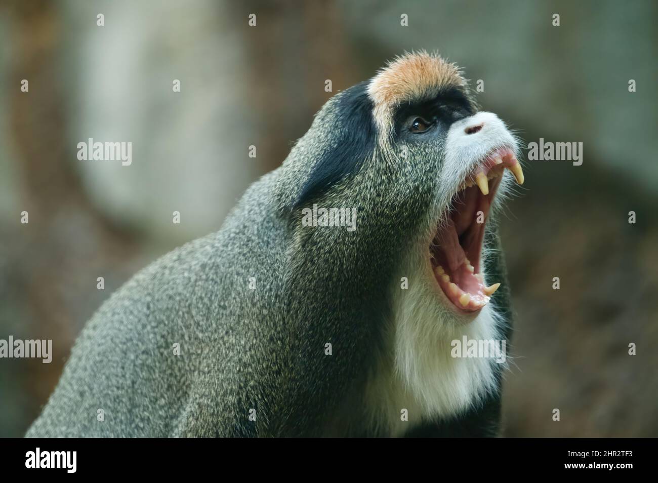 Closeup shot of a De Brazza's monkey yawning Stock Photo - Alamy