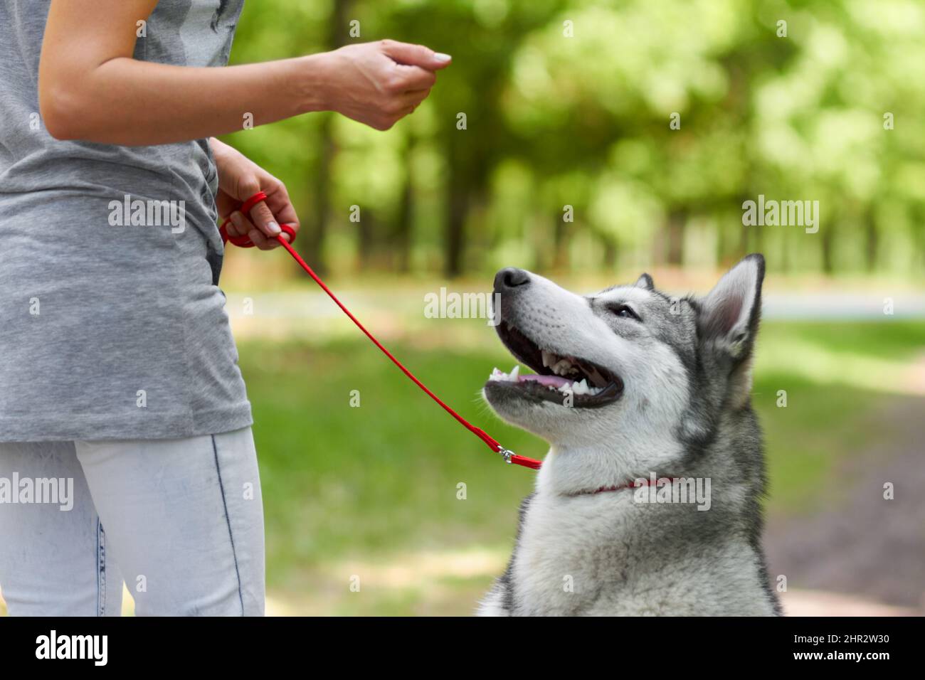 Thats a good boy. Cropped shot of a husky being trained by his owner in ...