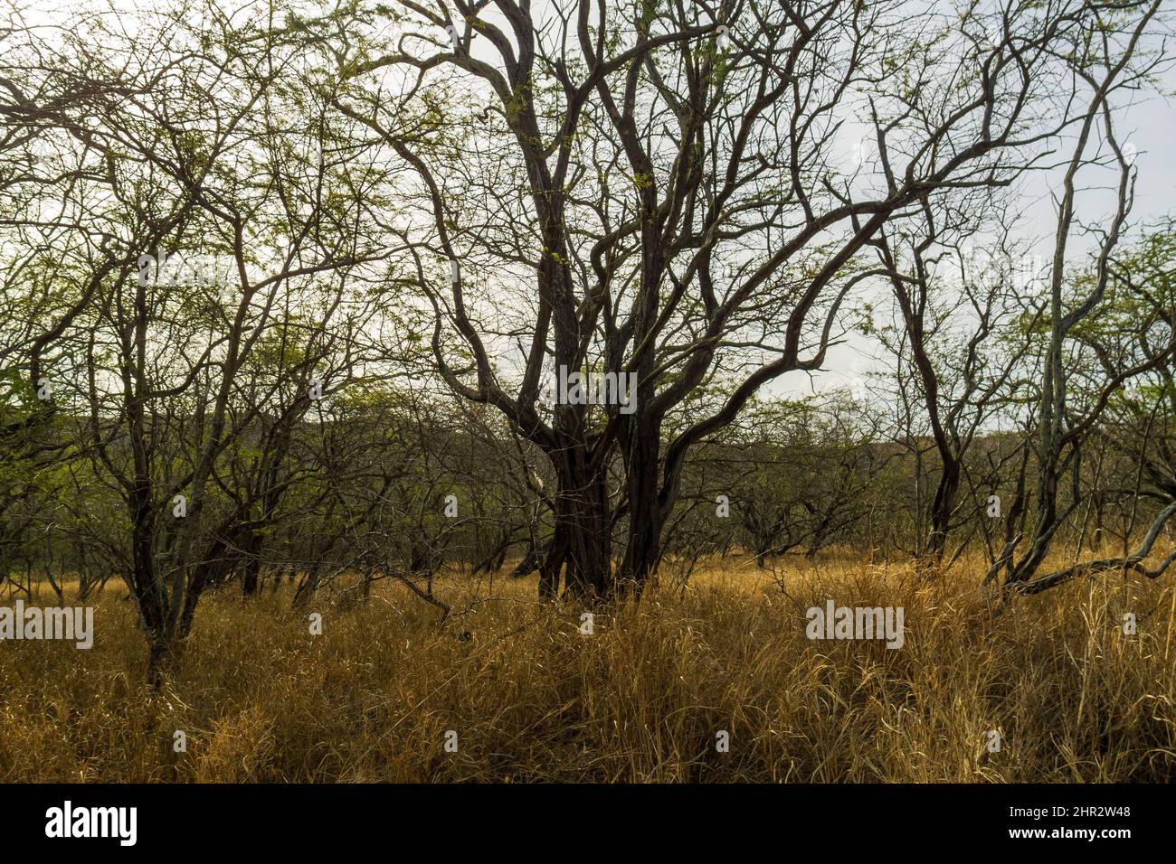 Spring landscape from the Hawaii Diamond Head Trail Stock Photo - Alamy
