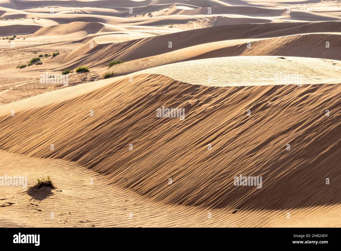 Sand dunes of the Arabian desert. Abu Dhabi, United Arab Emirates Stock ...