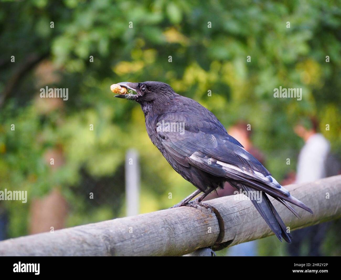 Peanut in bill hi-res stock photography and images - Alamy