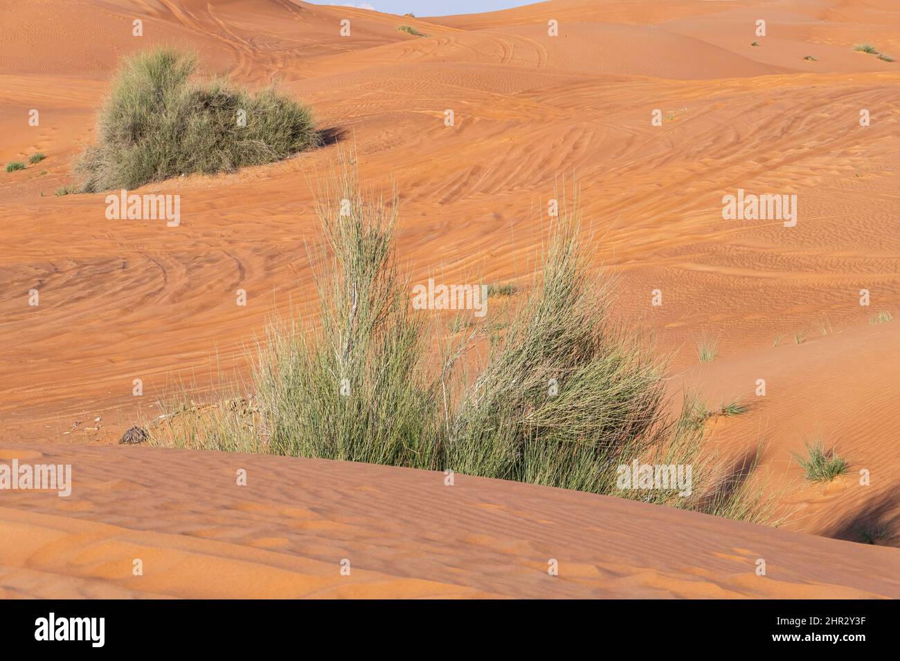 Sand dunes of the Arabian desert. Abu Dhabi, United Arab Emirates Stock ...