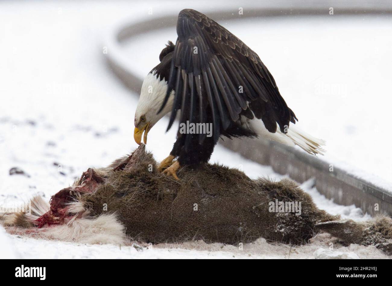 A bald eagle picks at a dead deer lying on the train tracks near ...