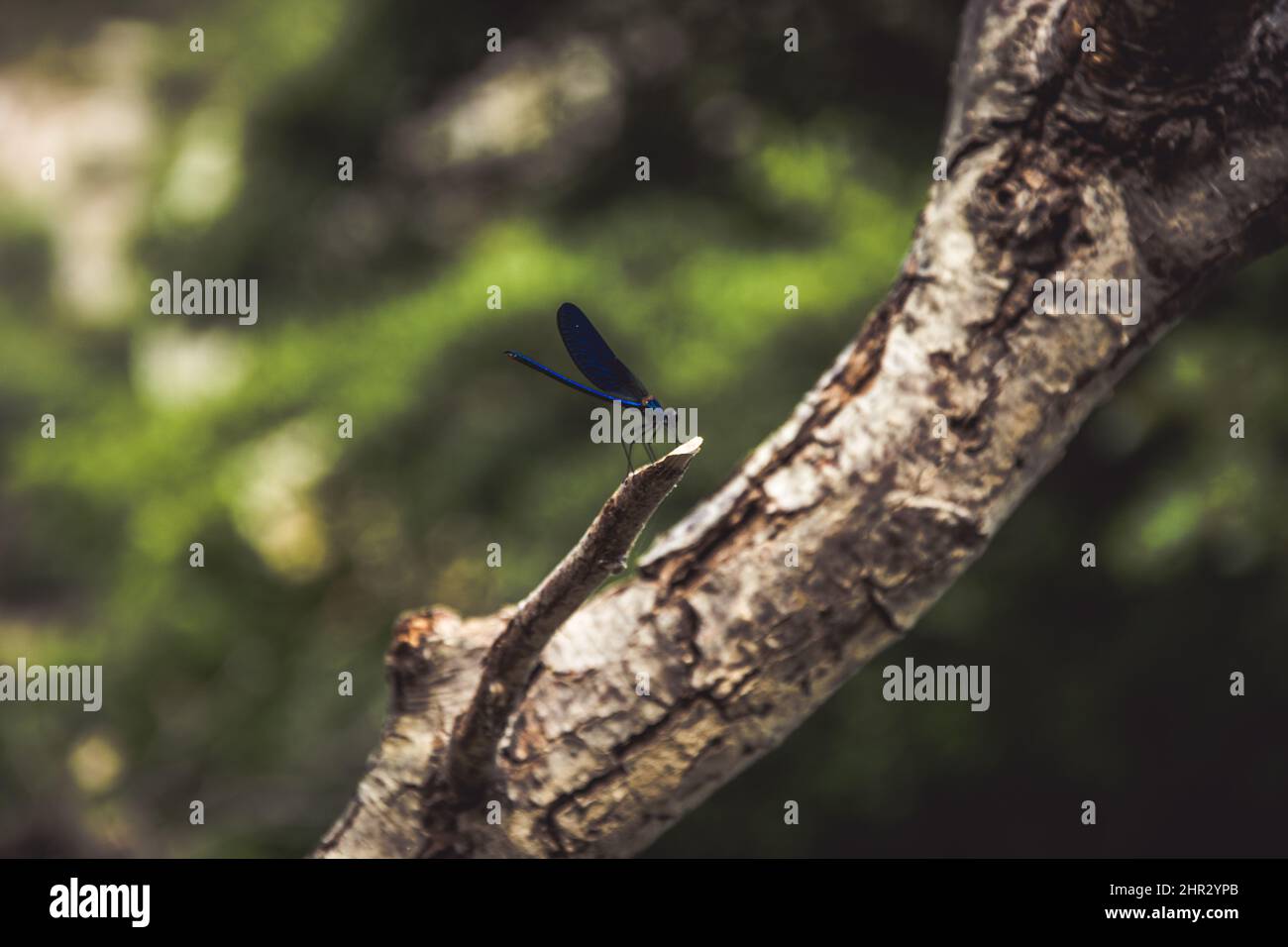 Closeup of a bug with blue long wings perched on a branch of a tree in ...