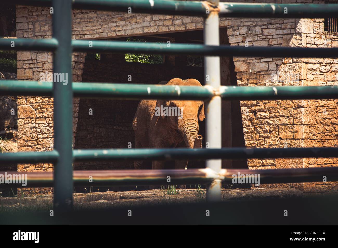 Lonely cute elephant walking out of a stone building seen behind the ...