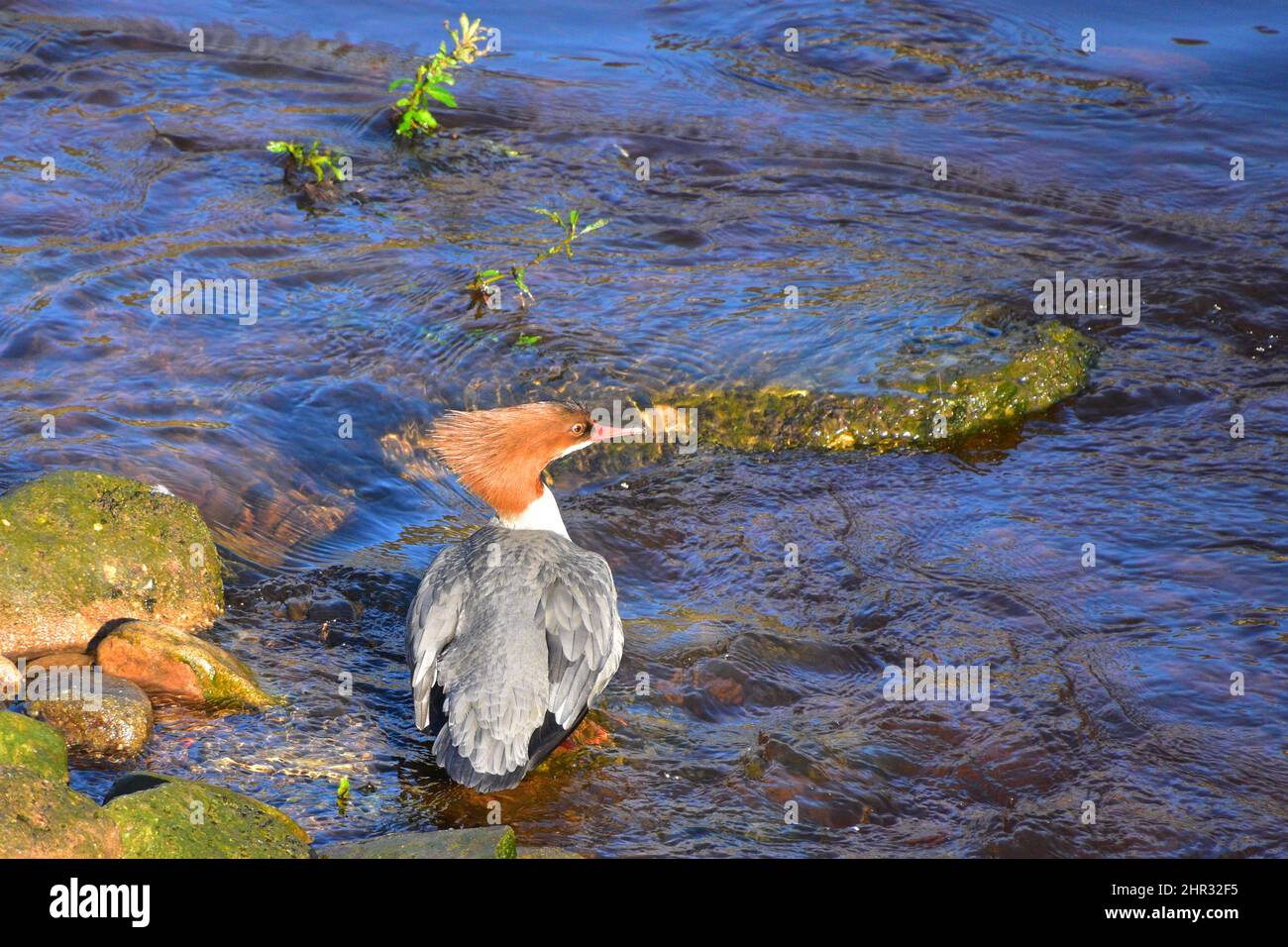 Female Goosander, River Calder, Hebden Bridge, West Yorkshire Stock ...