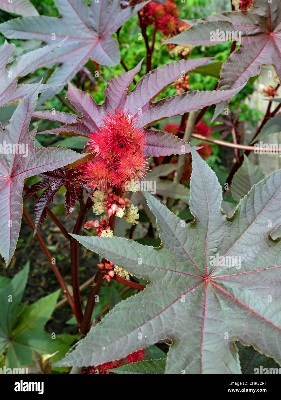 Red castor flower hi-res stock photography and images - Alamy