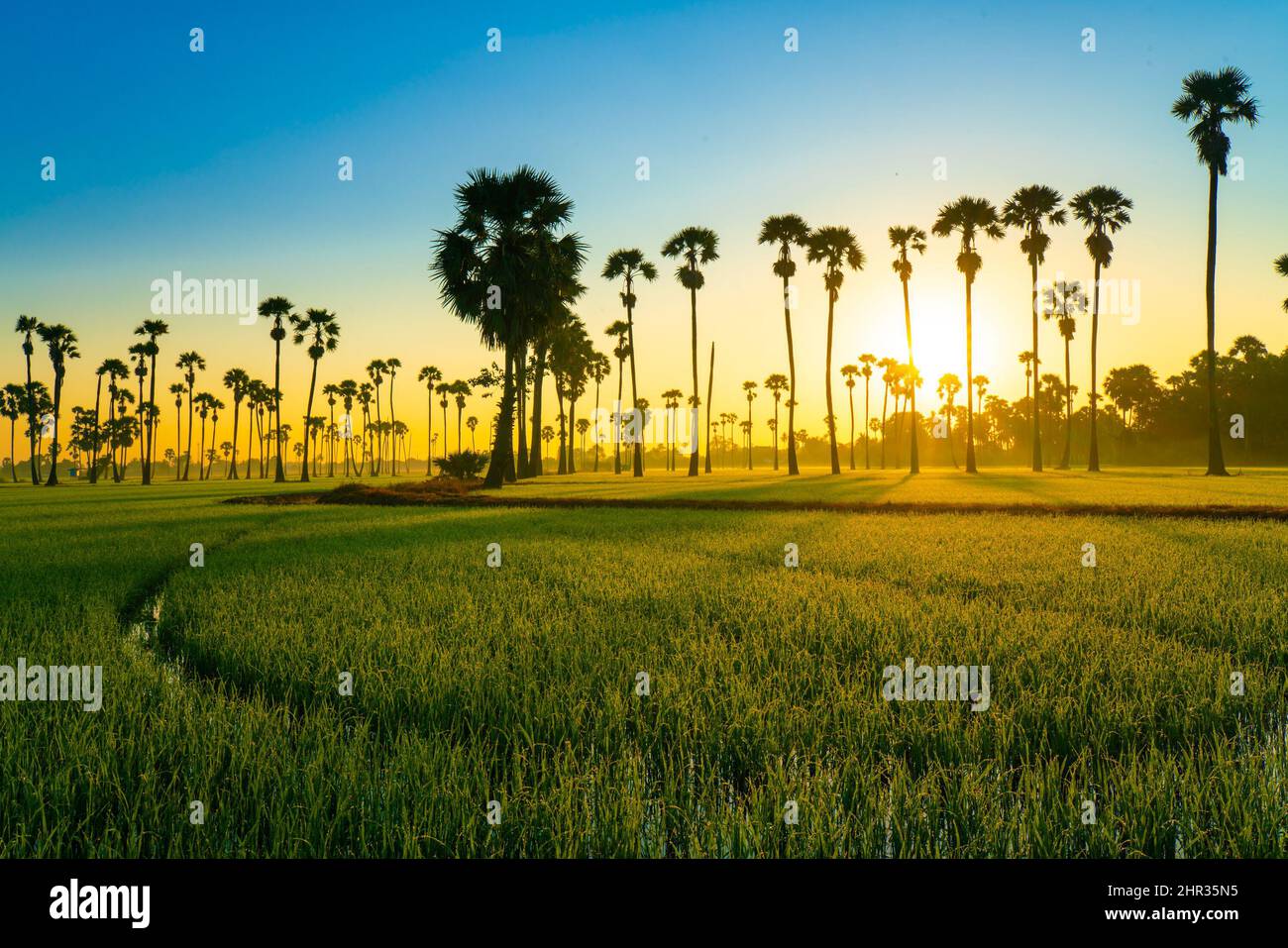 Green rice plantation. field sunrise morning fog, Paddy rice field ...
