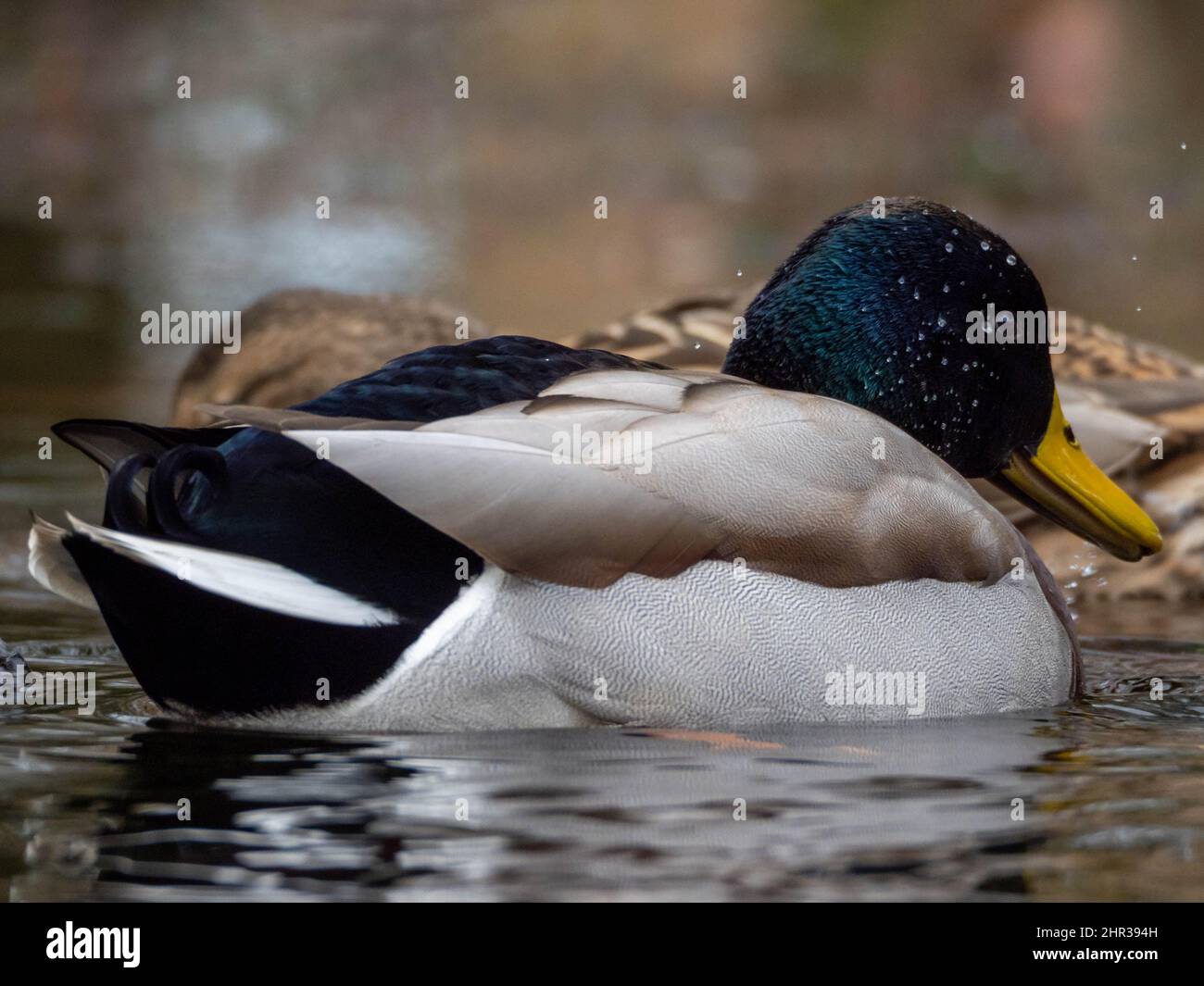 Selective focus shot of a mallard duck floating in the lake Stock Photo ...