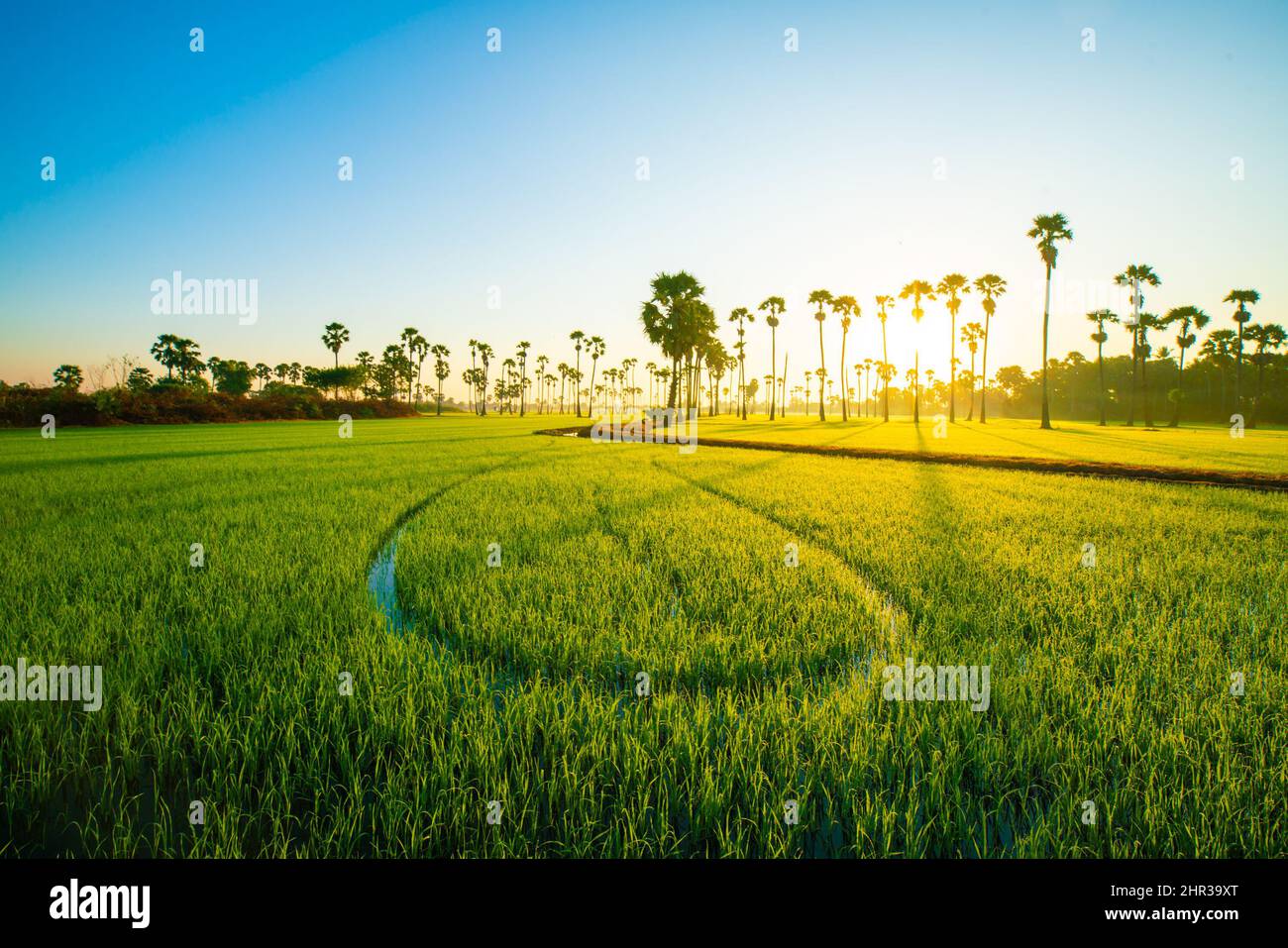 Green rice plantation. field sunrise morning fog, Paddy rice field ...