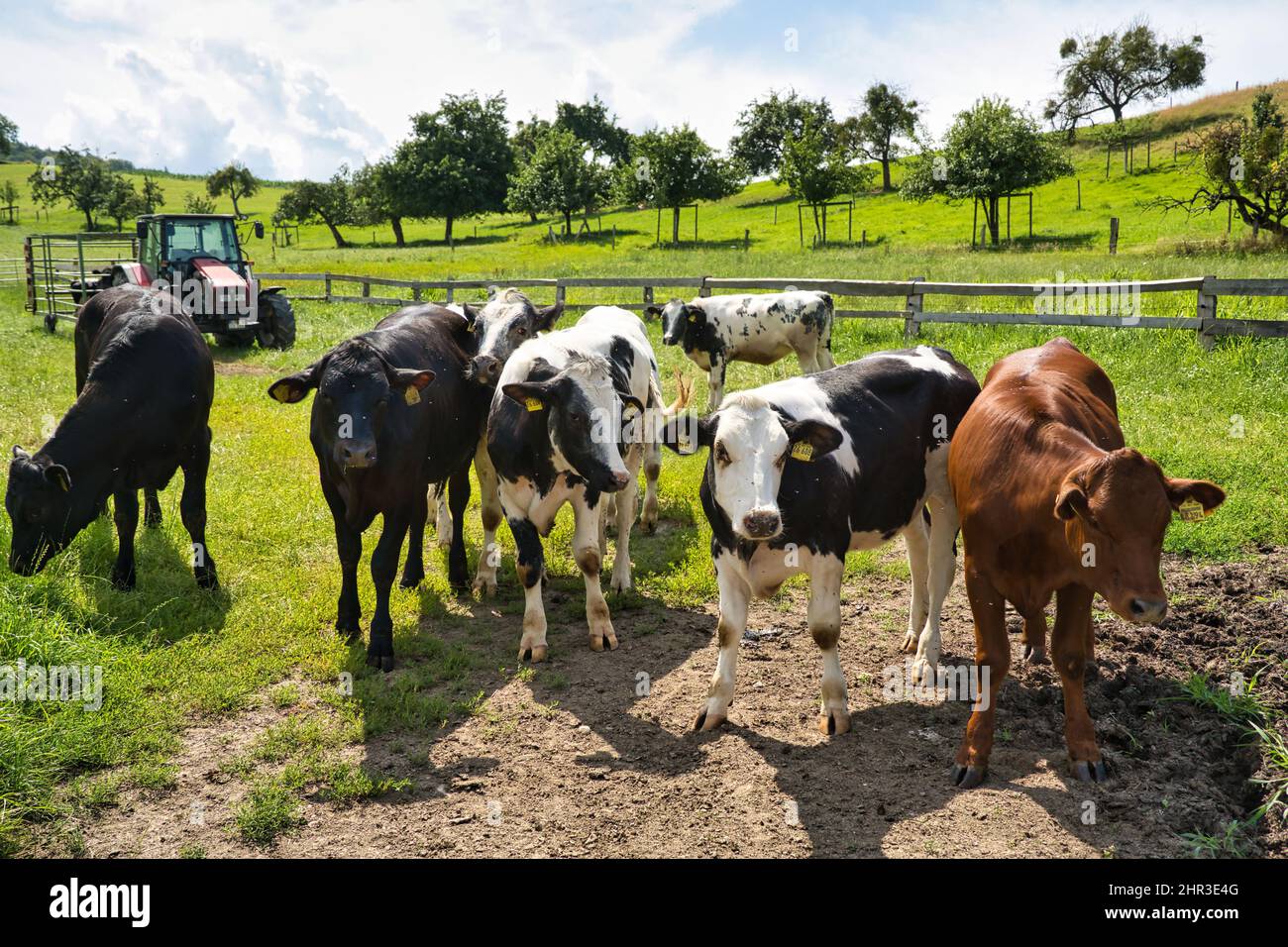 Group of cows on the farm with a background of trees Stock Photo - Alamy