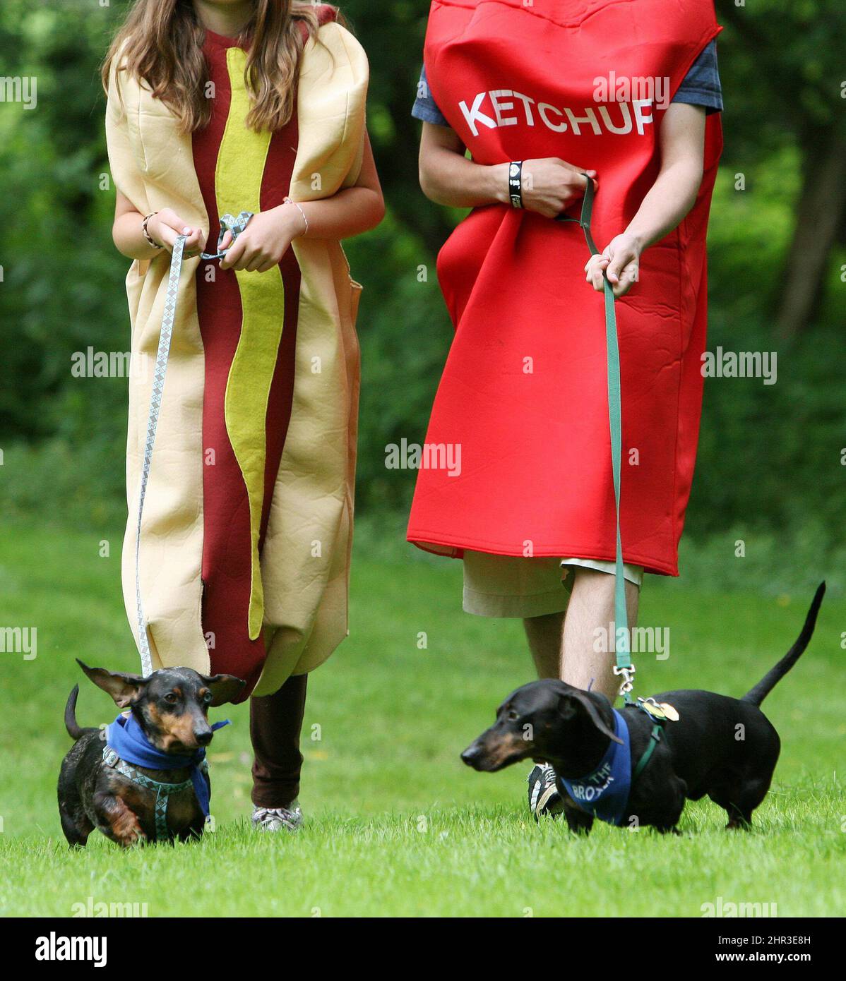 Dogs Wally and Casey, are walked by owners Ashley Mickle, who is ...