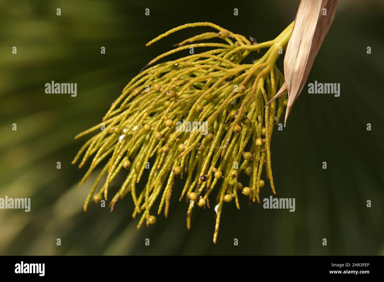 Flora de tonga hi-res stock photography and images - Alamy