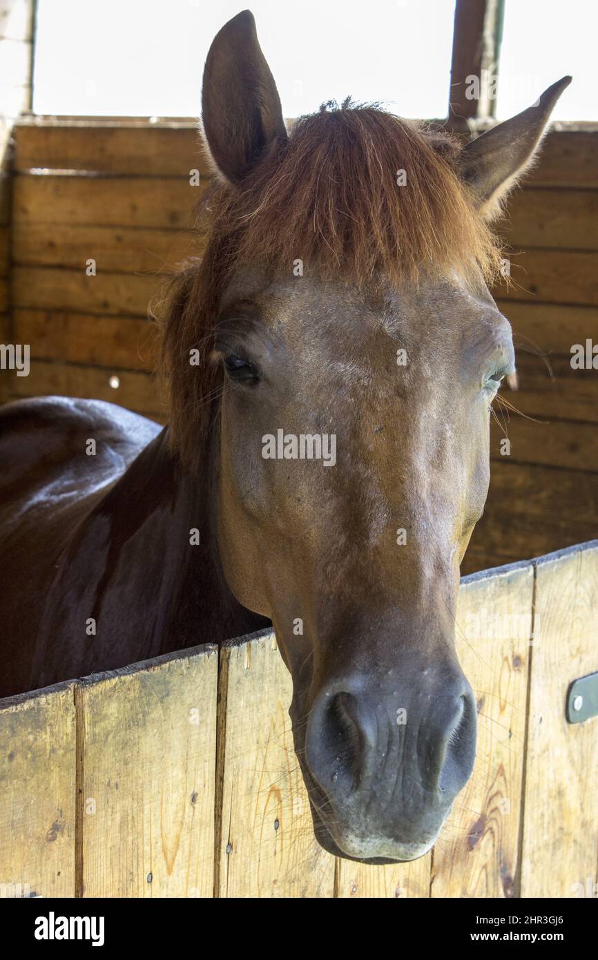 Vertical shot of a Shetland pony looking into the camera Stock Photo ...