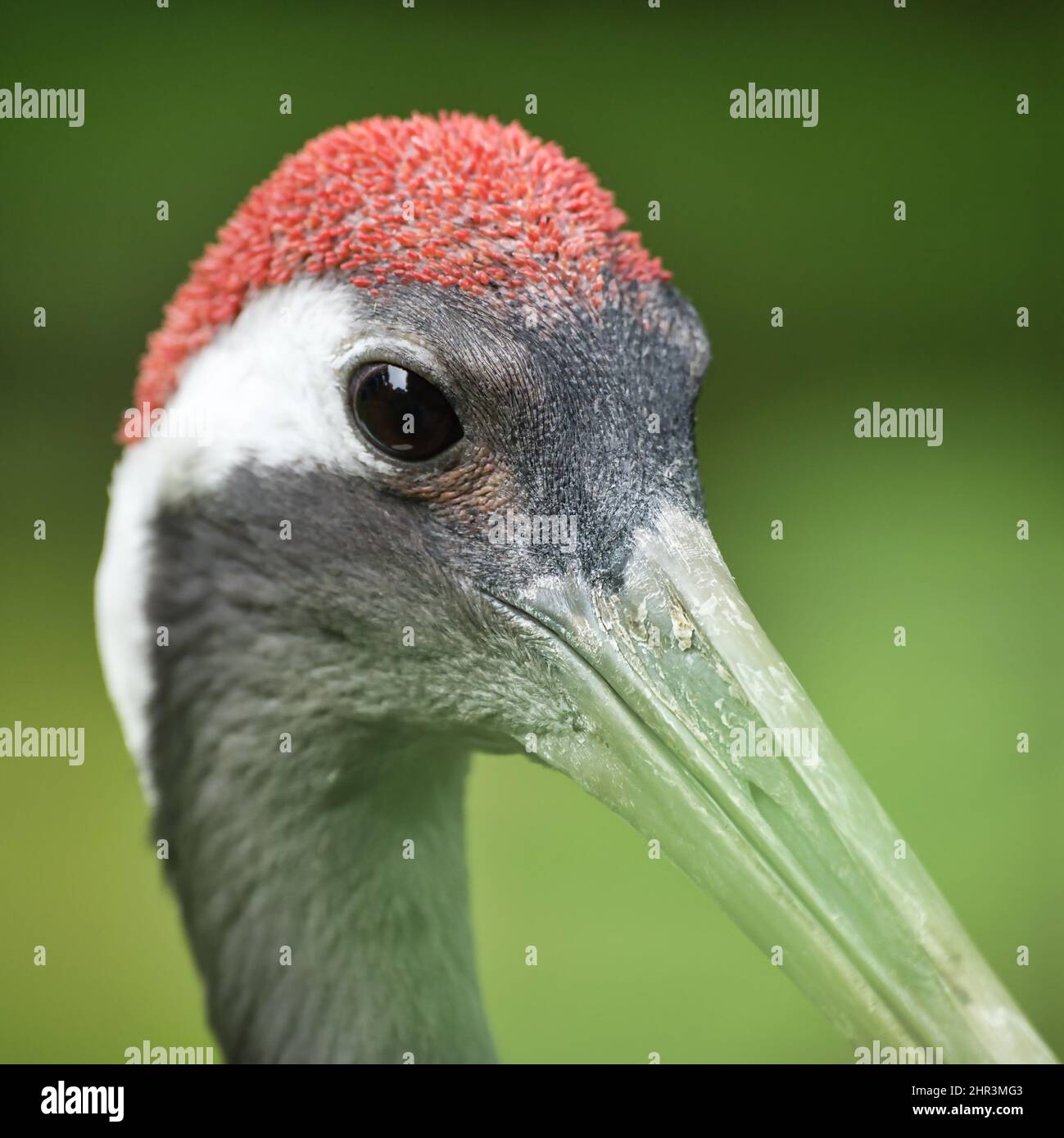 Close-up of a red crowned crane's face with a blurred green background ...