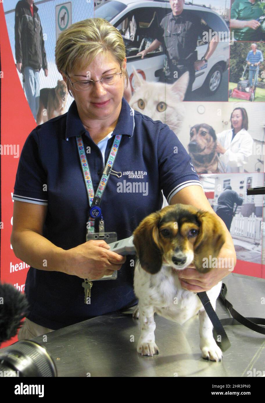 Karen Brick from the Animal Services Centre, demonstrates on a live dog ...