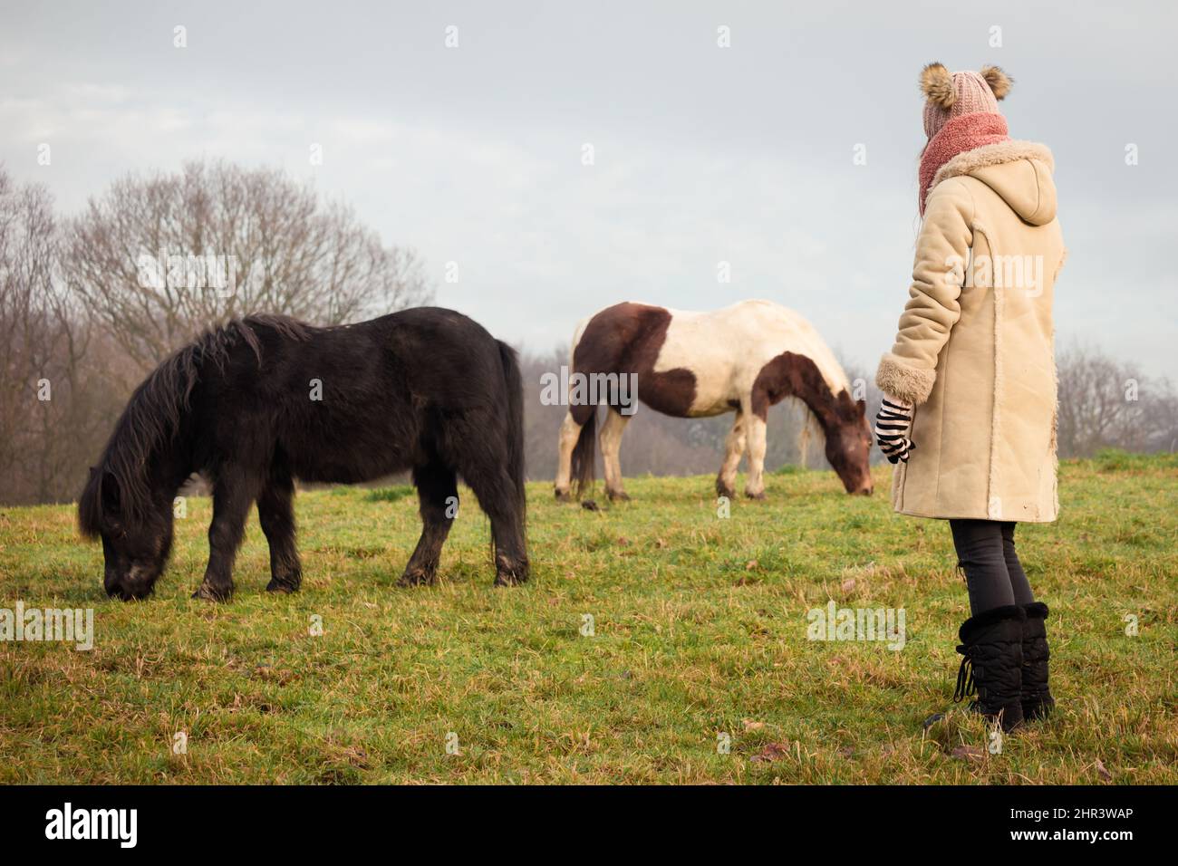 Teenage girl on hike in cold weather watching native British ponies in ...