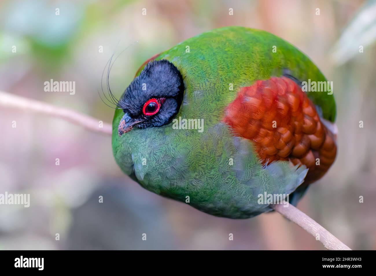 Female partridge hi-res stock photography and images - Alamy