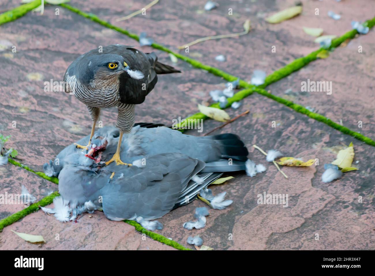A wild eurasian sparrowhawk eating and standing on the carcass of its ...