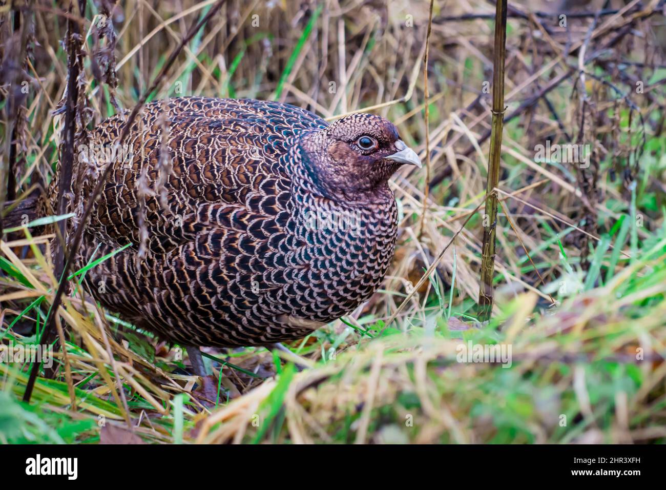 Melanistic Mutant Pheasant