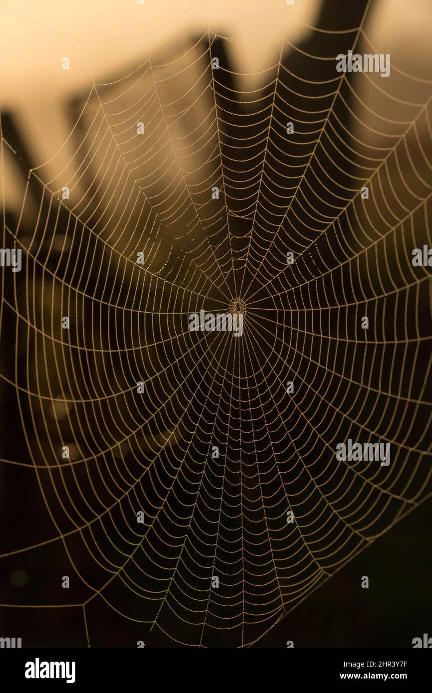 Vertical shot of a spider web Stock Photo - Alamy