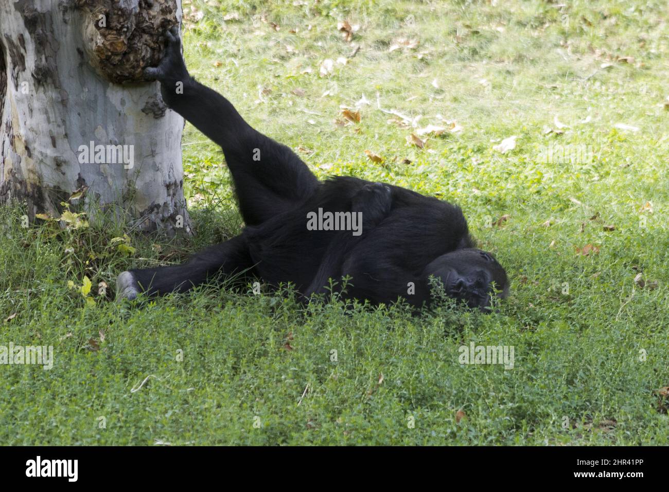 Monkey laying on grass hi-res stock photography and images - Alamy