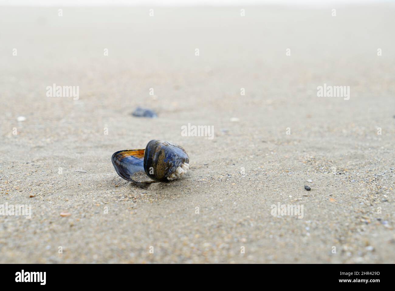 A Sea mussel shell on a sandy beach seen from above with copy space ...