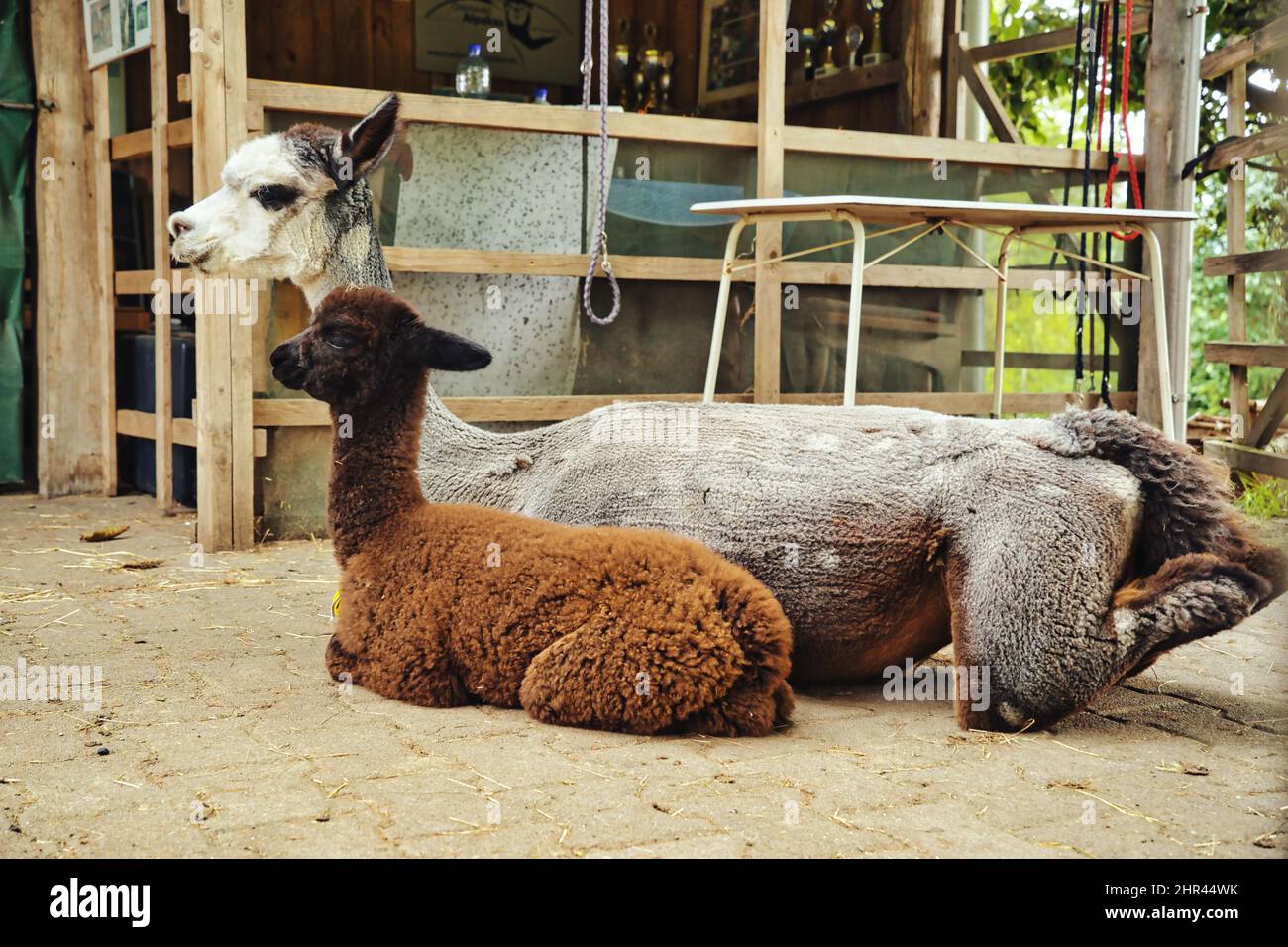 Picture of mother and baby alpaca sitting next to each other Stock ...
