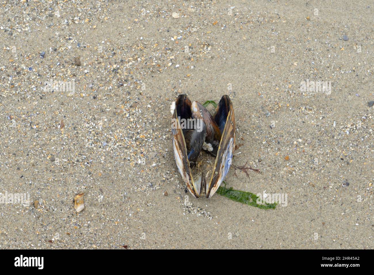 A Sea mussel shell on a sandy beach seen from above with copy space ...