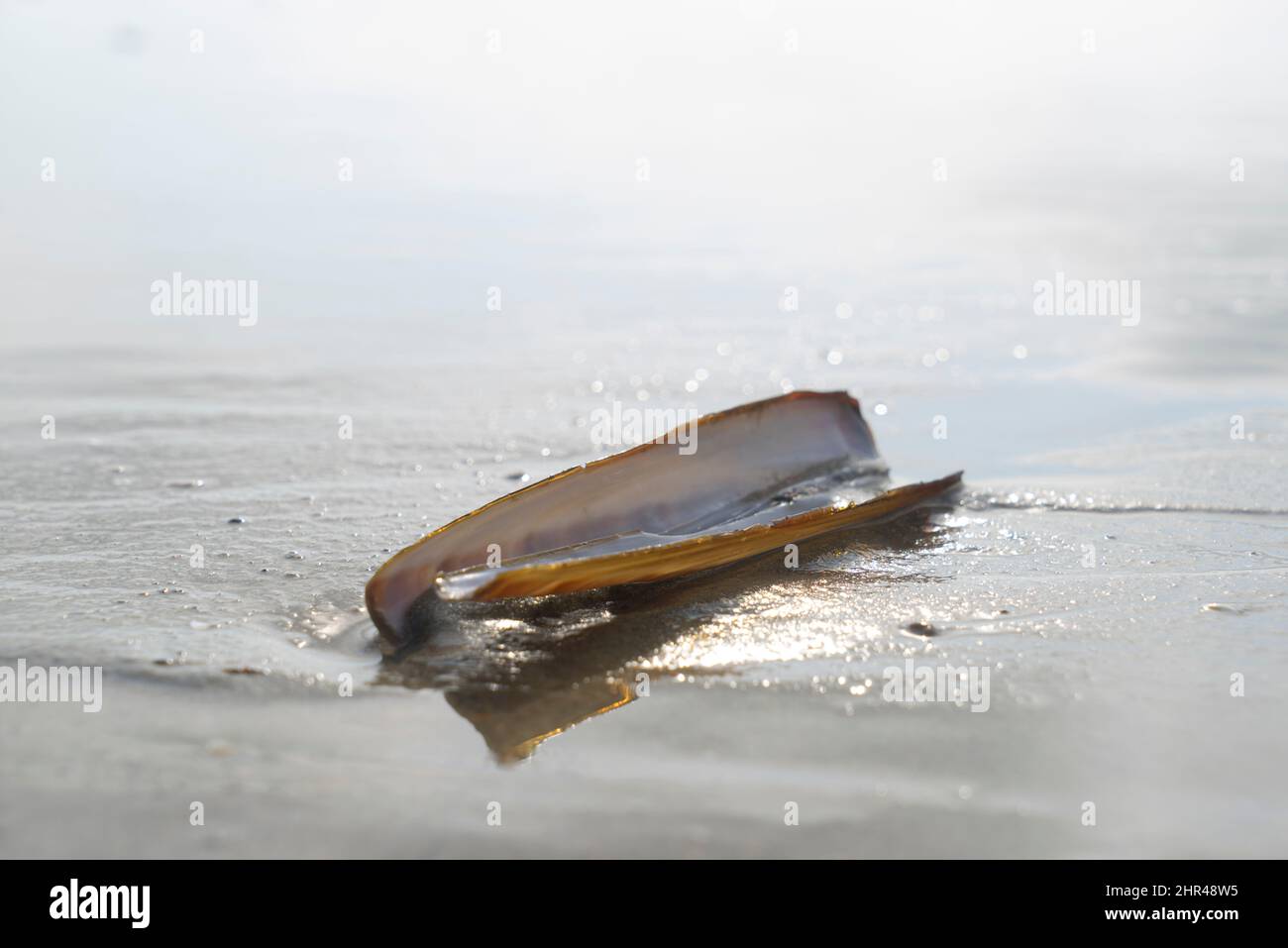 Razorshell shell hi-res stock photography and images - Alamy