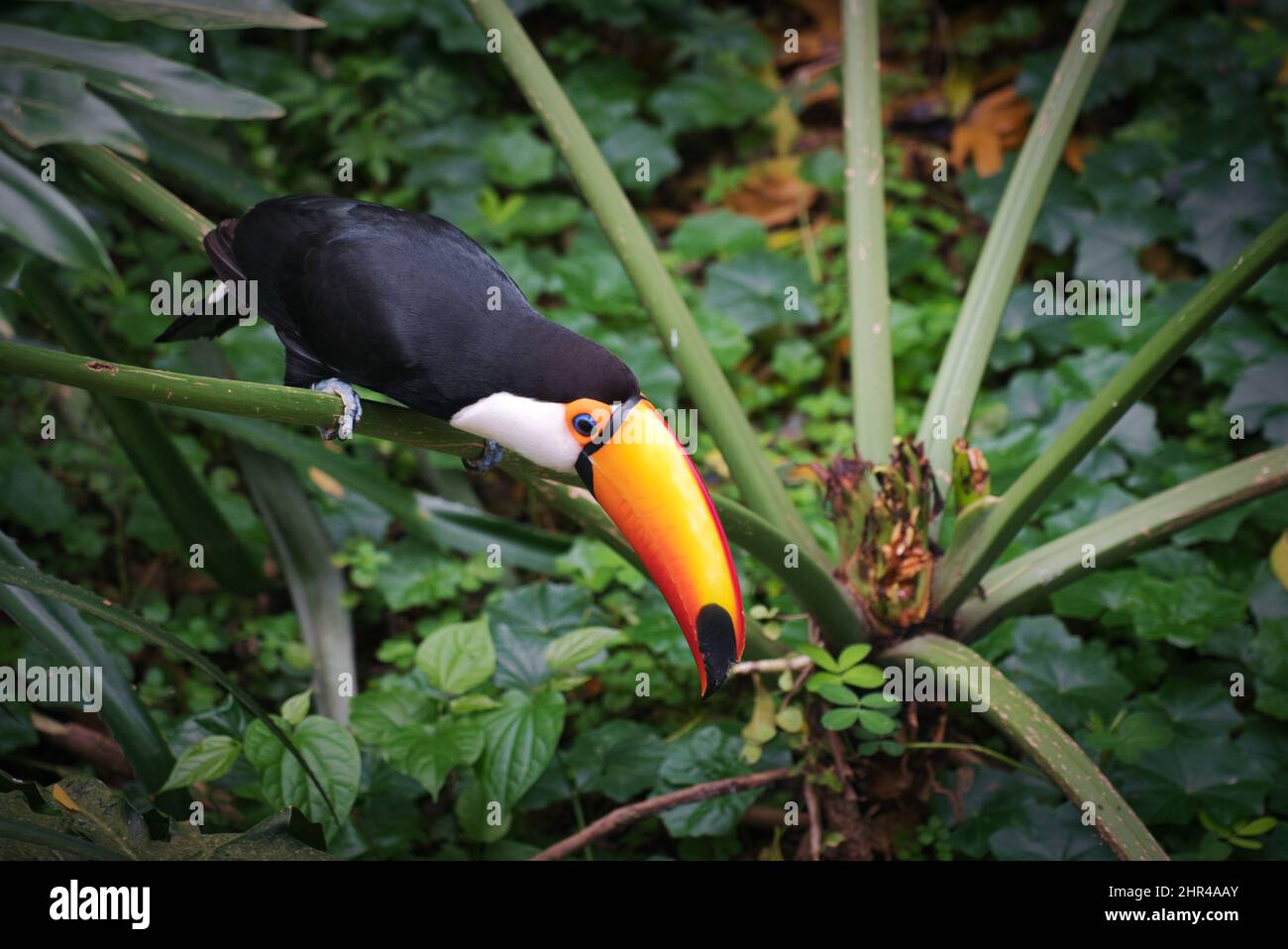 Photo of the Tucano bird on iguazu falls Brazil Stock Photo - Alamy