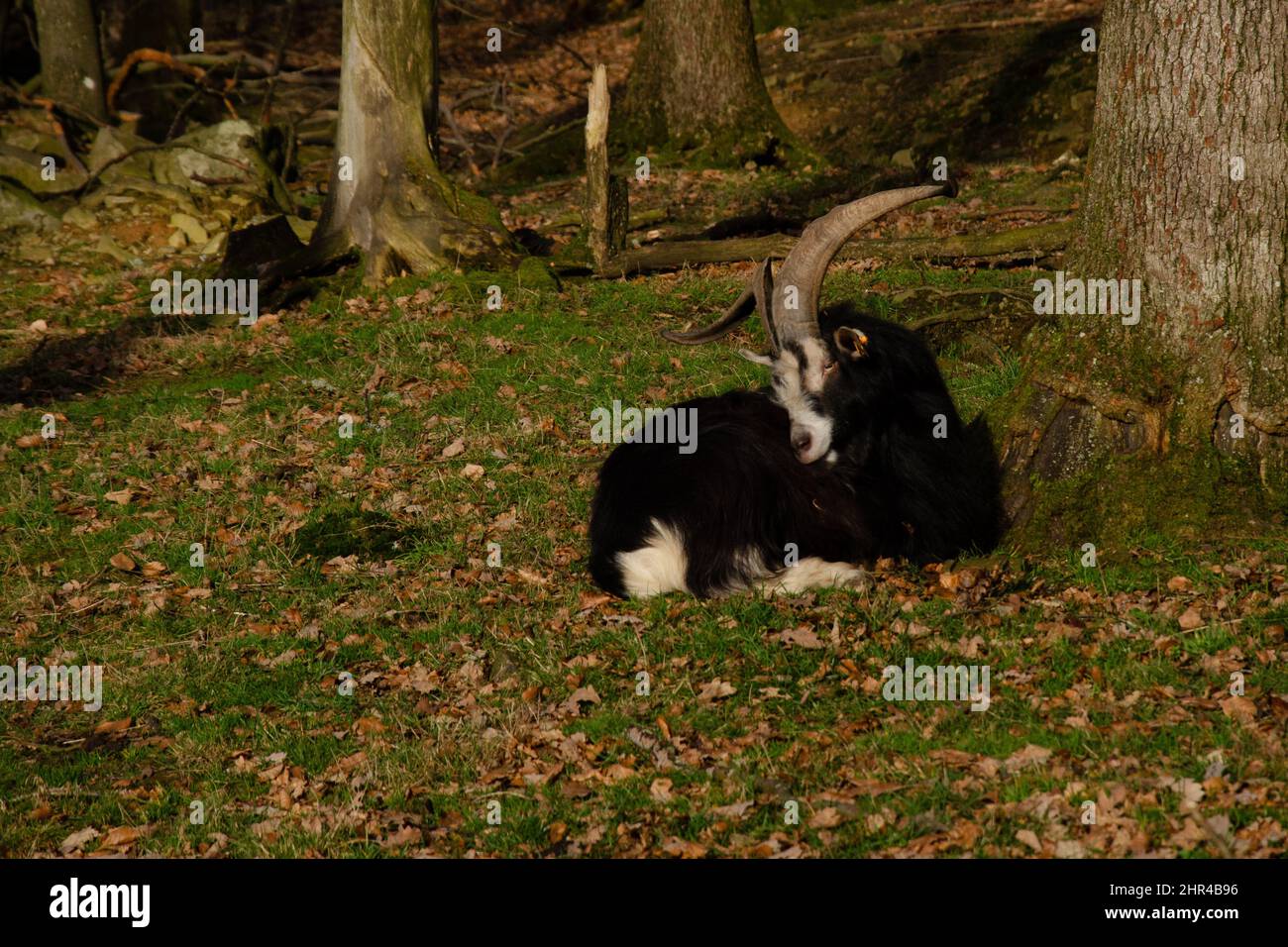 Goat of the ditches hi-res stock photography and images - Alamy