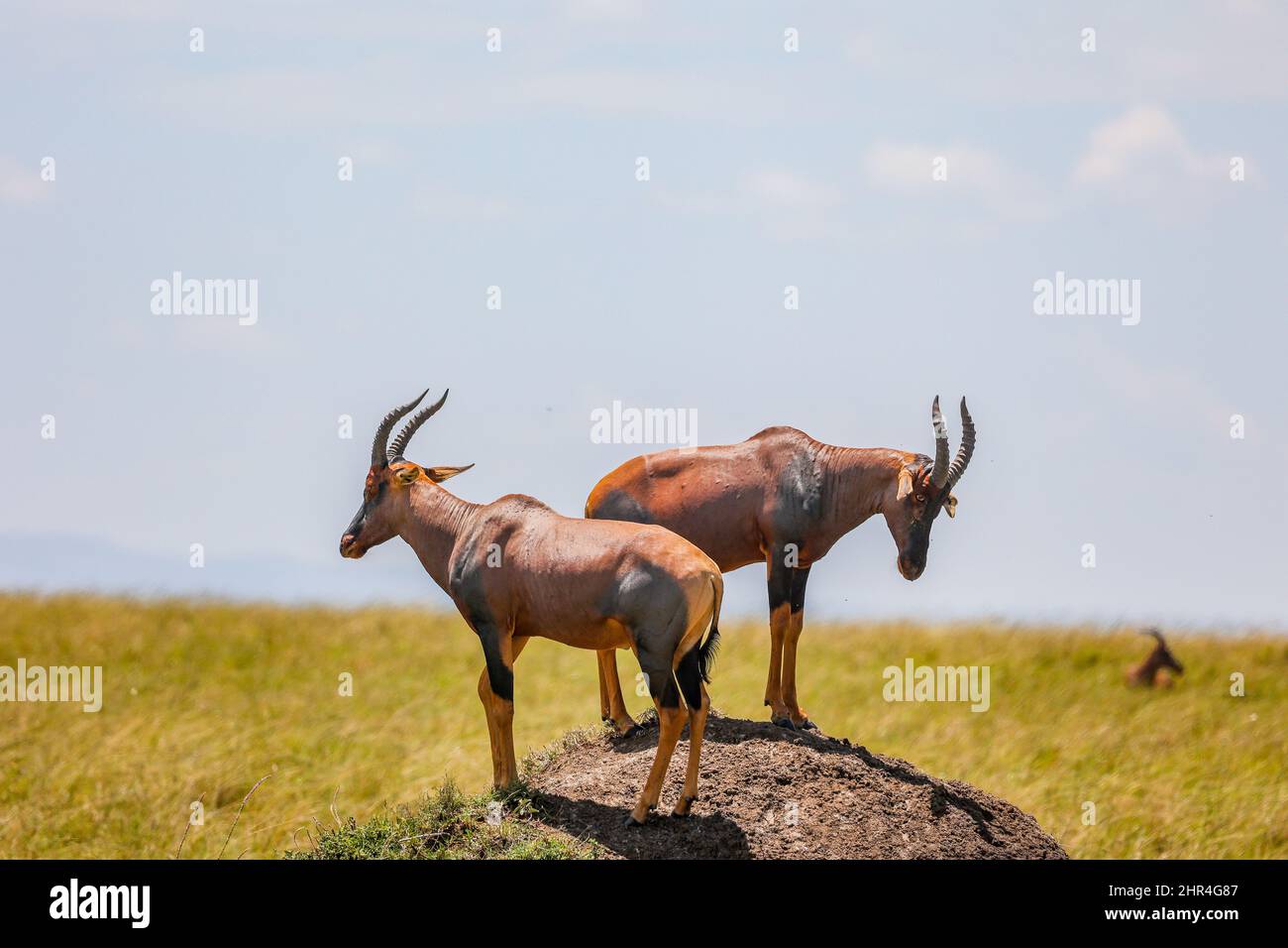 Two Topis keeping a look out on a mound in Kenya's Maasai Mara Stock ...