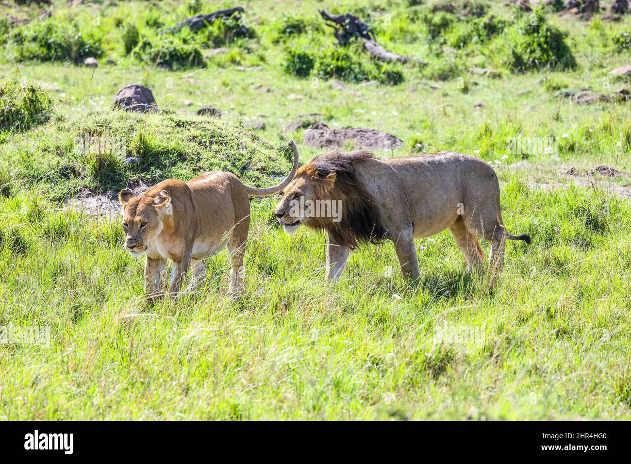 A Lion closely follows a Lioness in oestrus in the Maasai Mara Stock ...