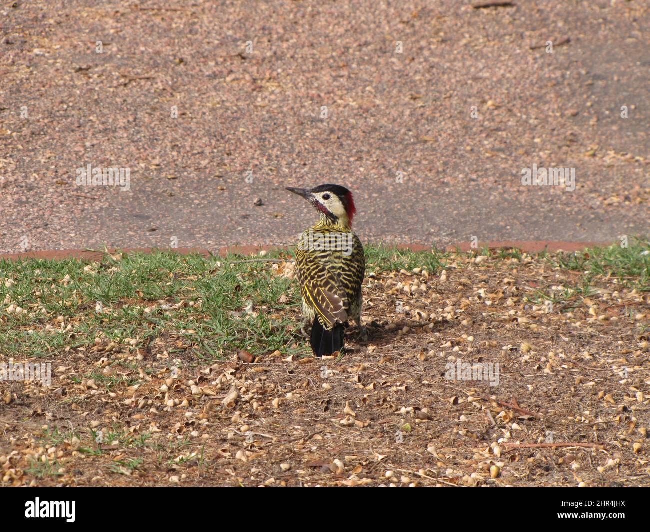 Barred black wings hi-res stock photography and images - Alamy