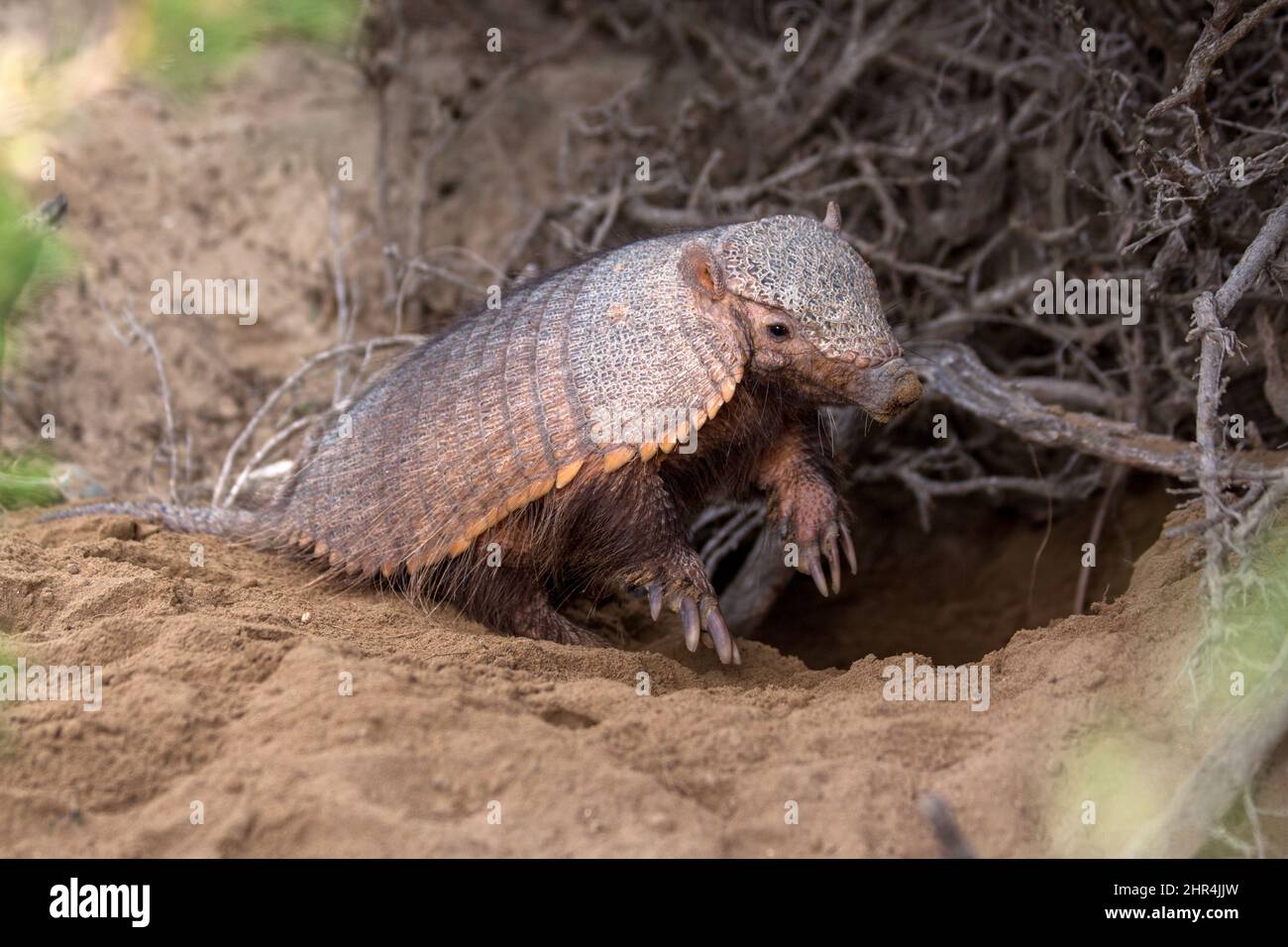 Dwarf armadillo hi-res stock photography and images - Alamy