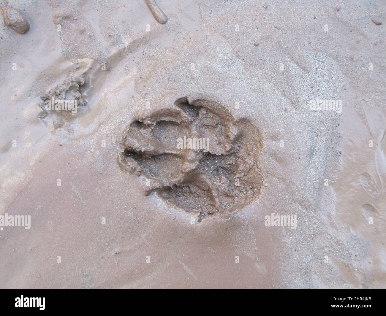 The tracks, steps of a dog marked in the fresh mud of a street Stock ...