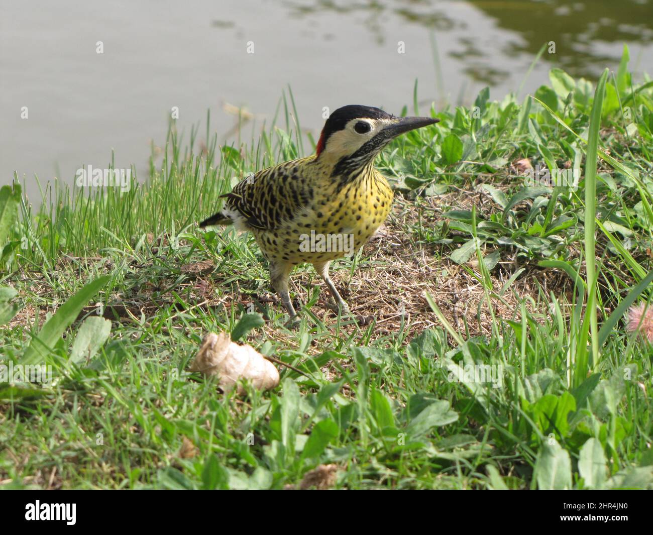 Woodpecker, picidae, bird with yellow chest and black spots next to the ...