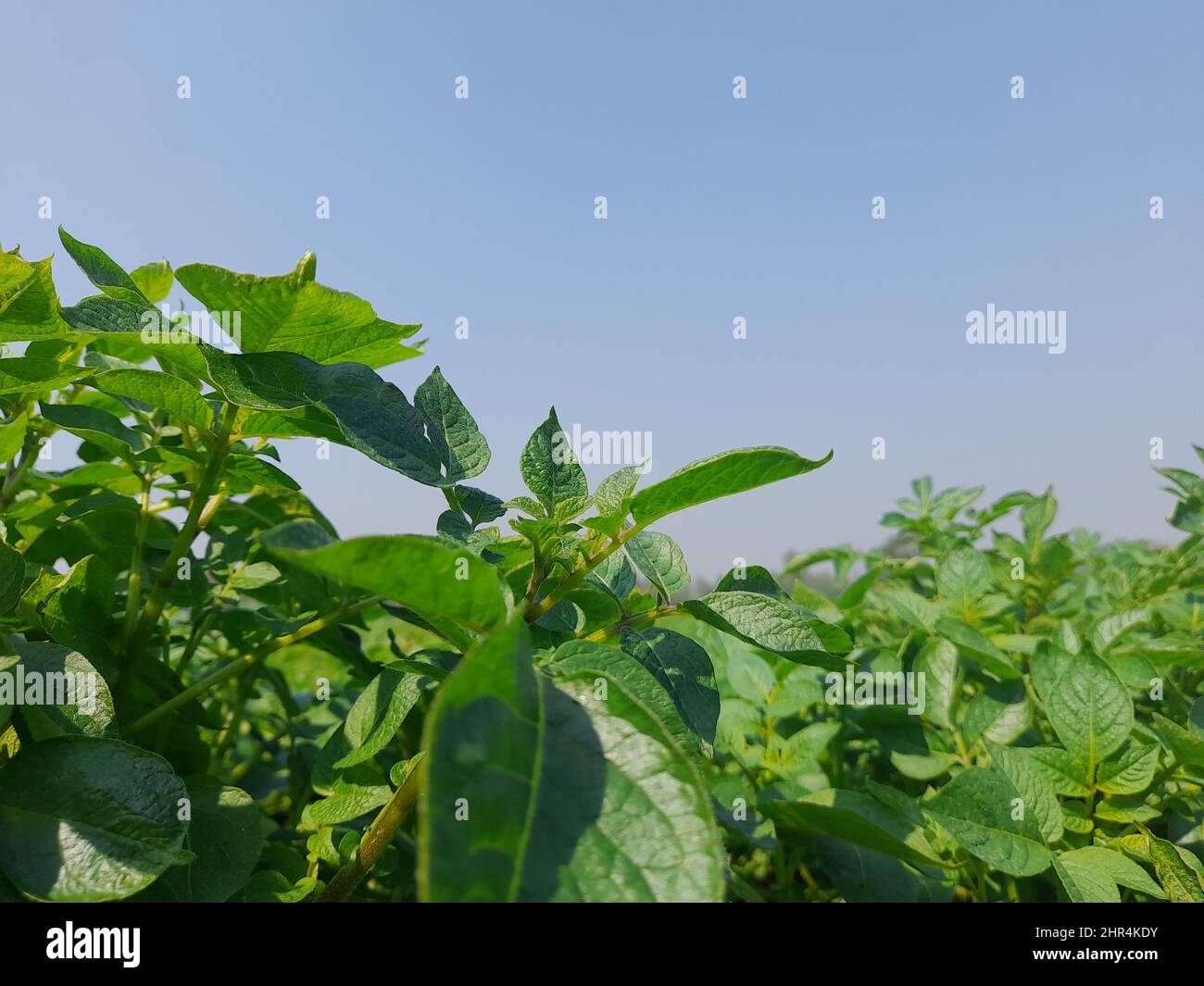 Green potato tree vegetable plant leaves in the garden Stock Photo - Alamy