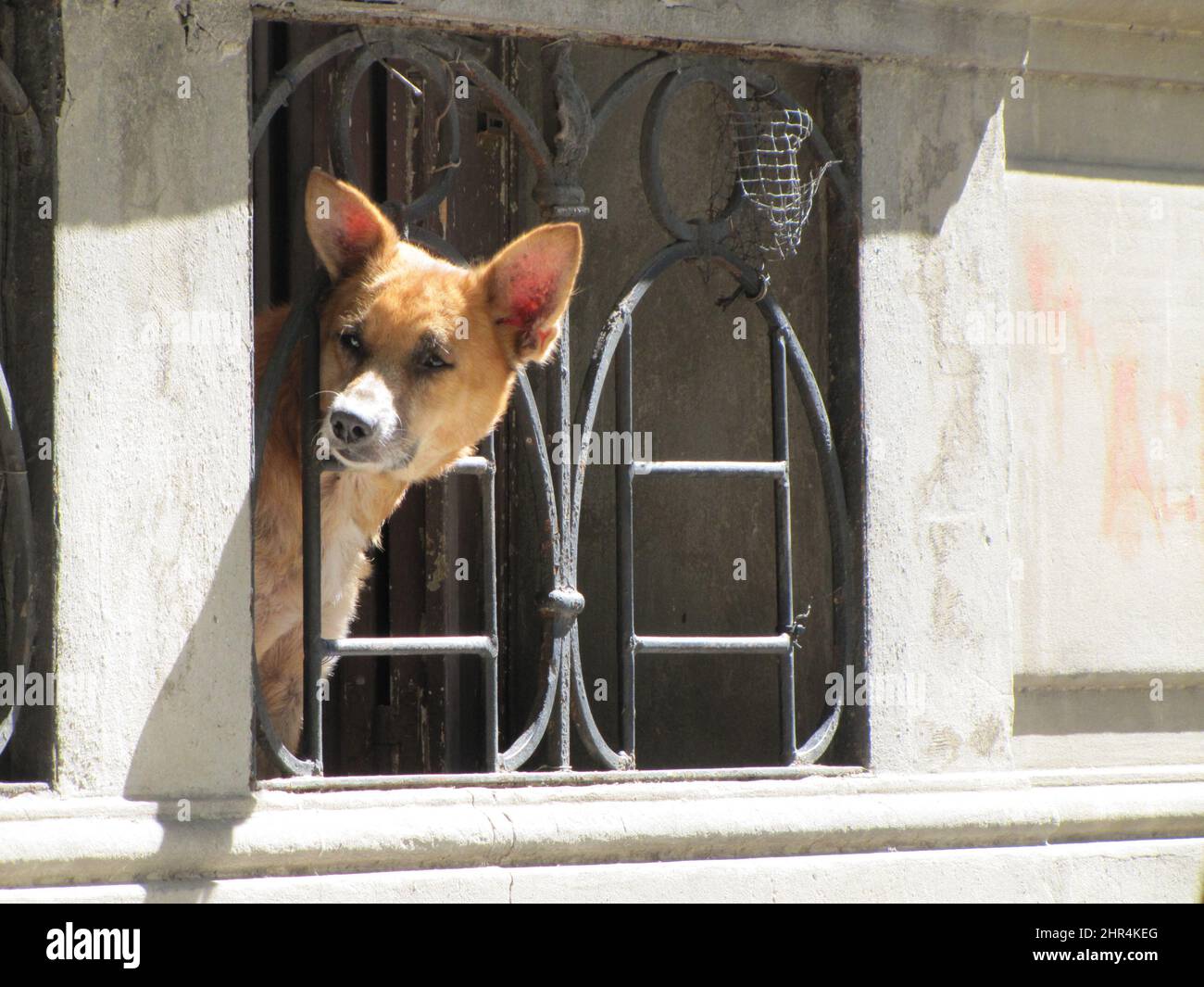 Curious dog looks out the window and balcony of the facade of an old ...
