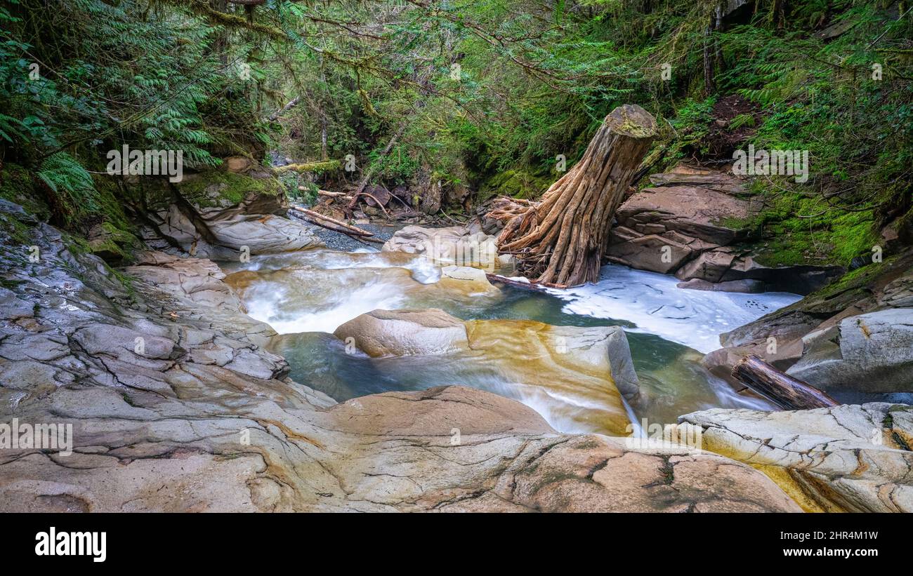 Tree stump lodged in the water in Cumberland BC on Vancouver Island ...