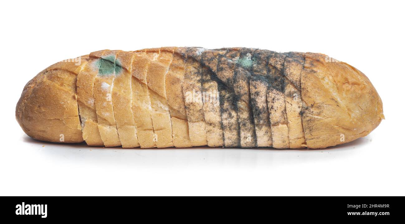 The old mold on the wheat long loaf whole sliced bread. Spoiled food ...