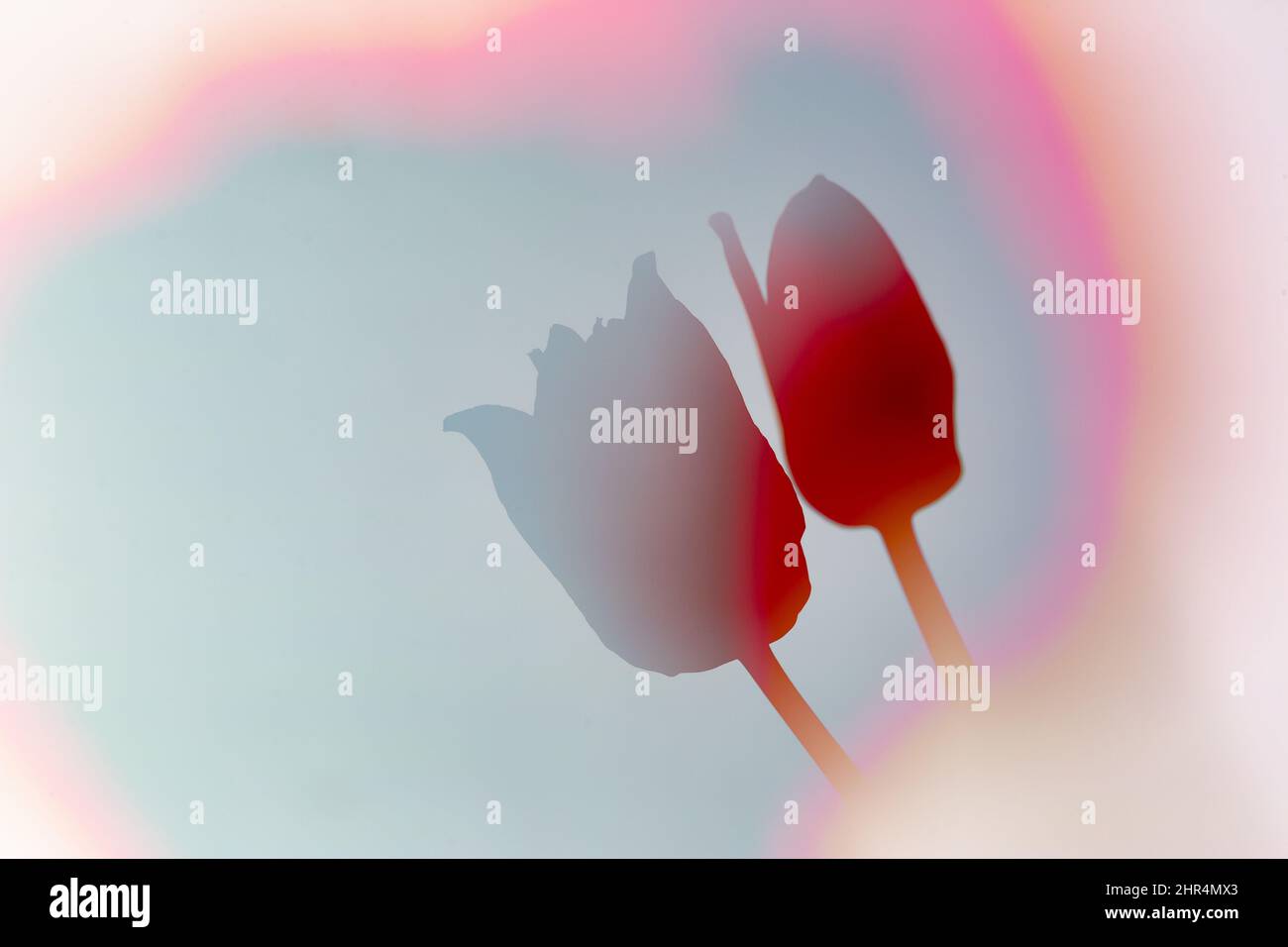 Silhouette of red tulips in a graphic effect Stock Photo - Alamy